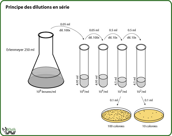 1: Dénombrement de levures - BiOutils